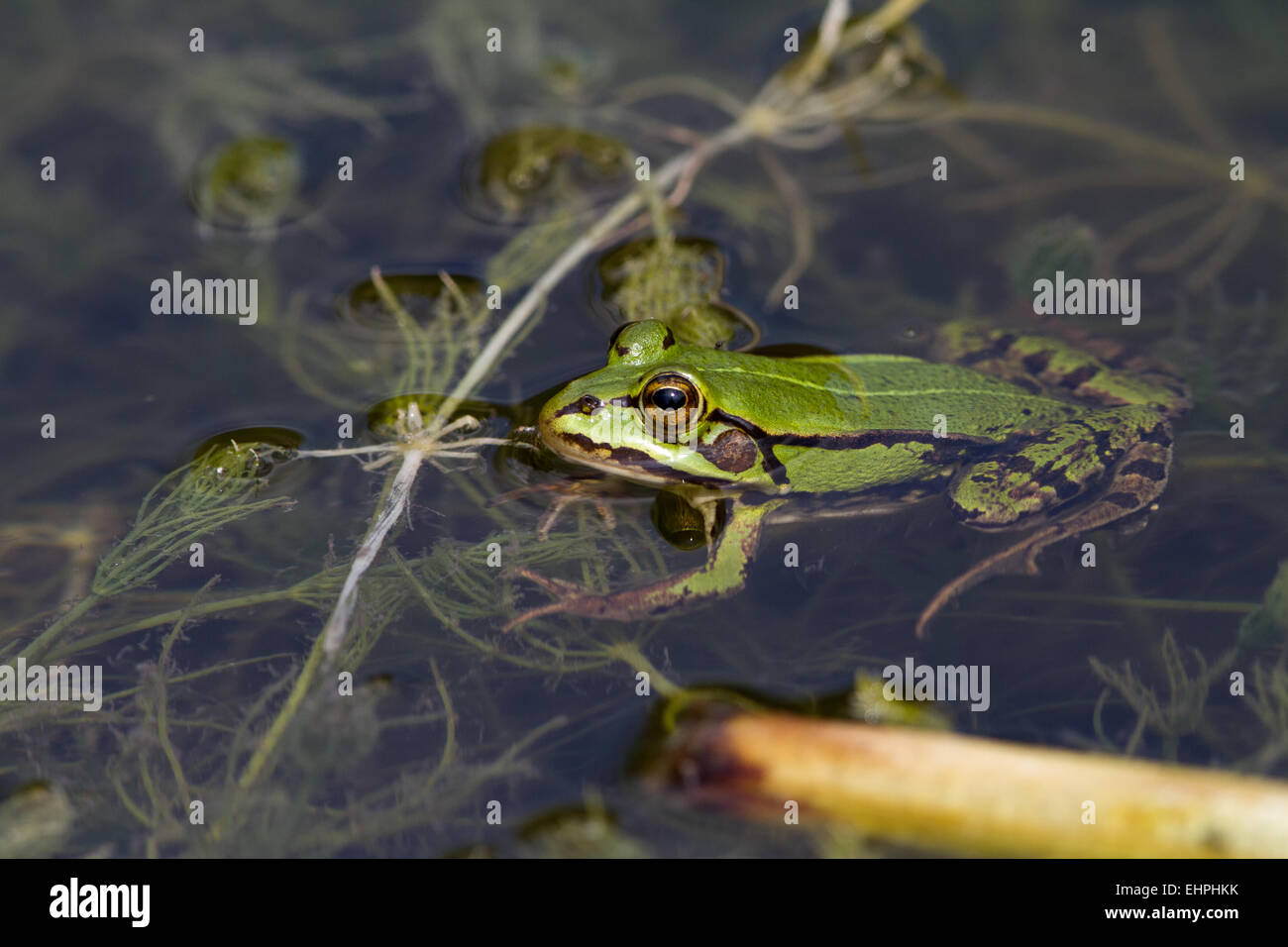 Edible frog hi-res stock photography and images - Alamy