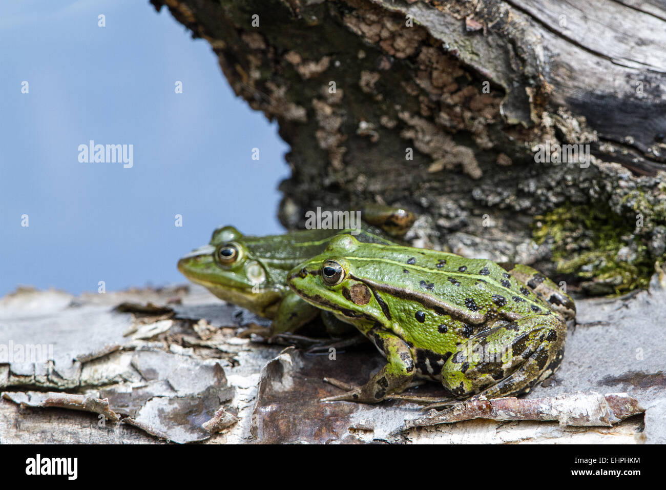 Edible frog hi-res stock photography and images - Alamy