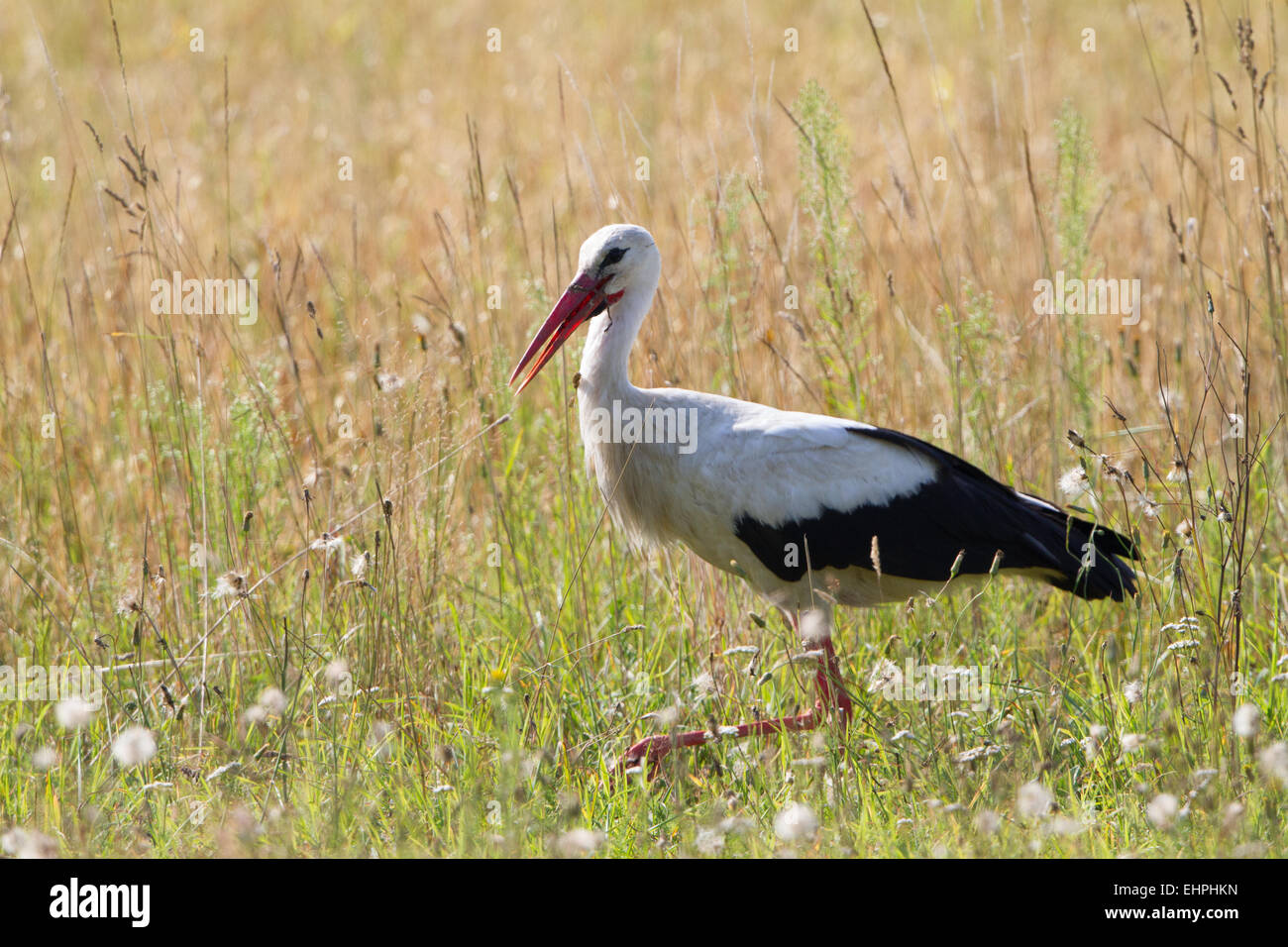 White stork poland hi-res stock photography and images - Alamy