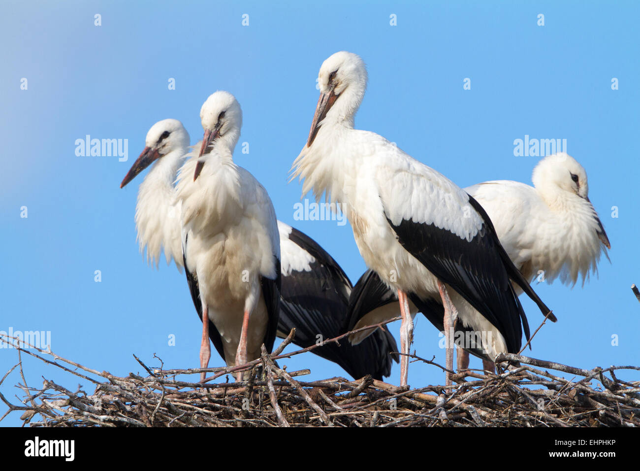 White stork poland hi-res stock photography and images - Alamy