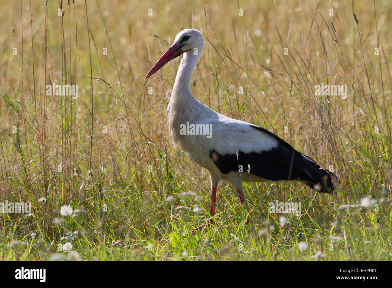 Stork icon hi-res stock photography and images - Alamy