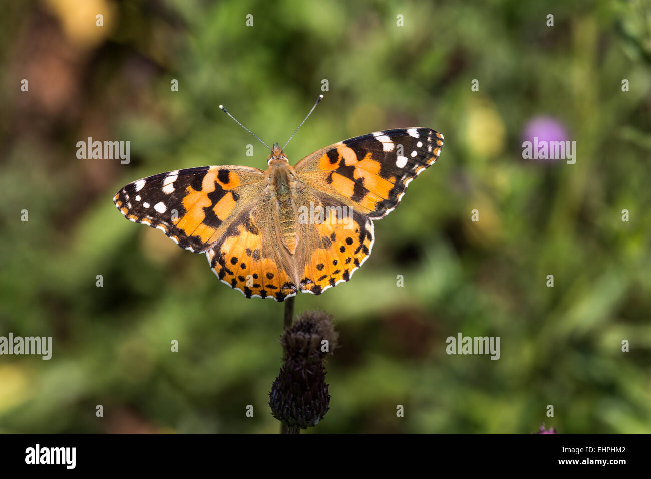 Lady europa hi-res stock photography and images - Alamy