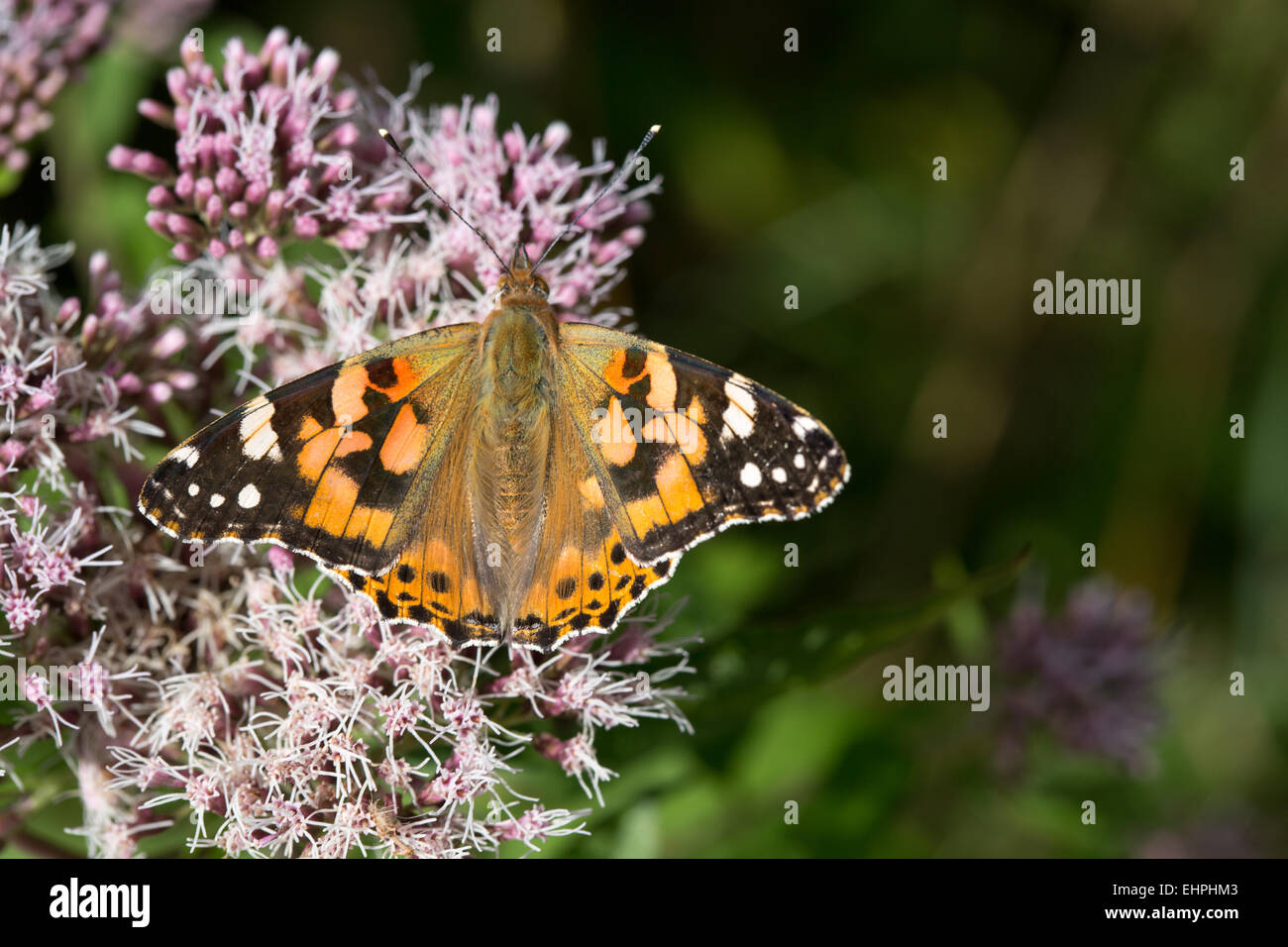 Lady europa hi-res stock photography and images - Alamy