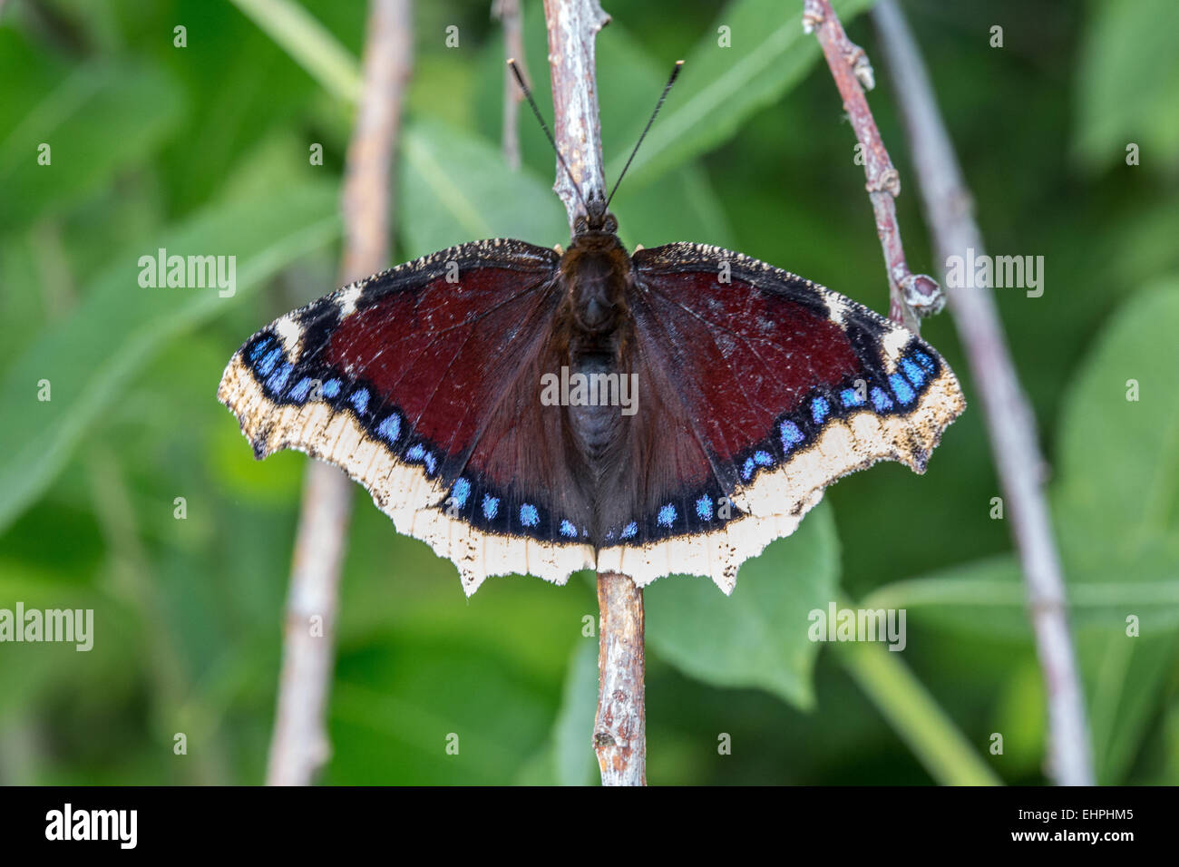 Mourning cloak hi-res stock photography and images - Alamy