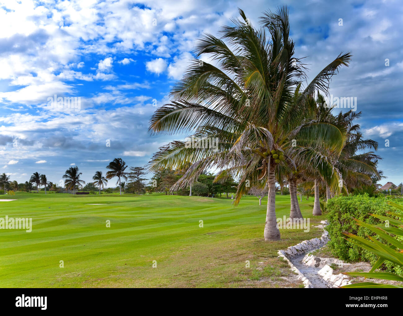 Palm trees on the edge field golf Stock Photo - Alamy
