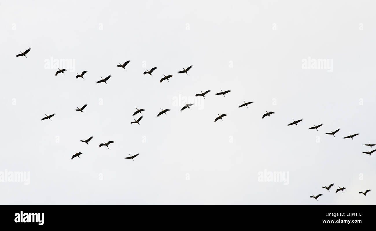 Large flock common cranes hi-res stock photography and images - Alamy