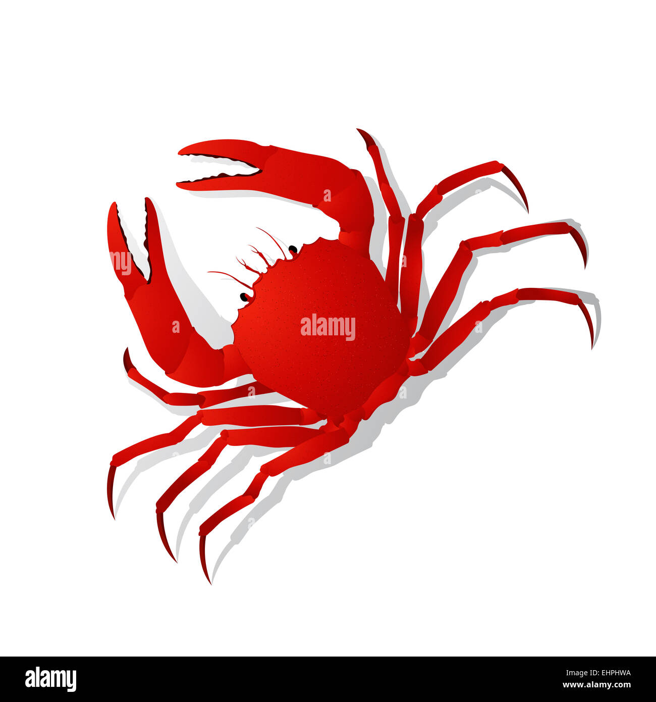 Red spotted white crab hi-res stock photography and images - Alamy