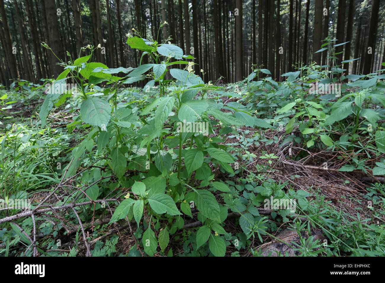 Small Balsam Stock Photos & Small Balsam Stock Images - Alamy