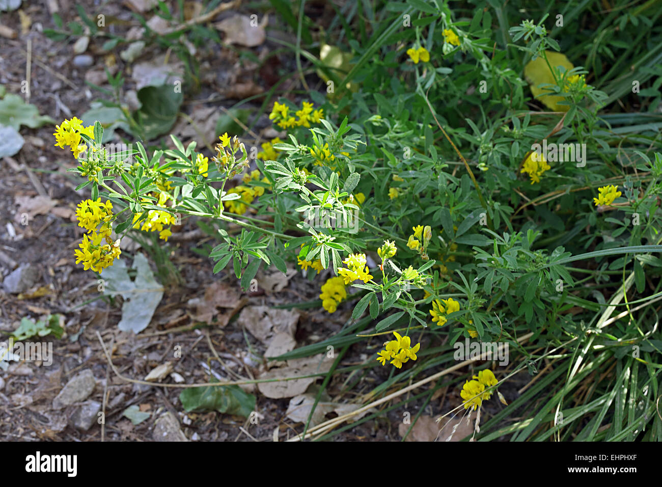Trifolium campestre, Hop Trefoil Stock Photo - Alamy