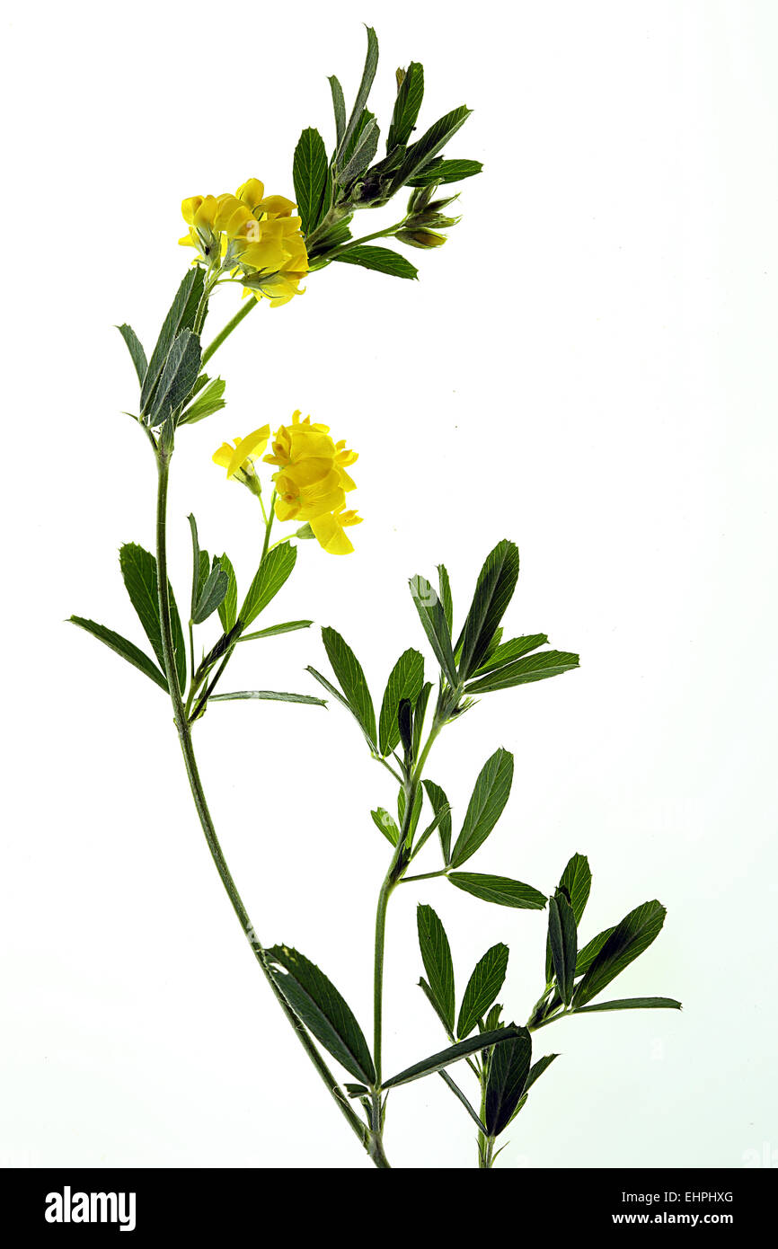 Trifolium campestre, Hop Trefoil Stock Photo - Alamy