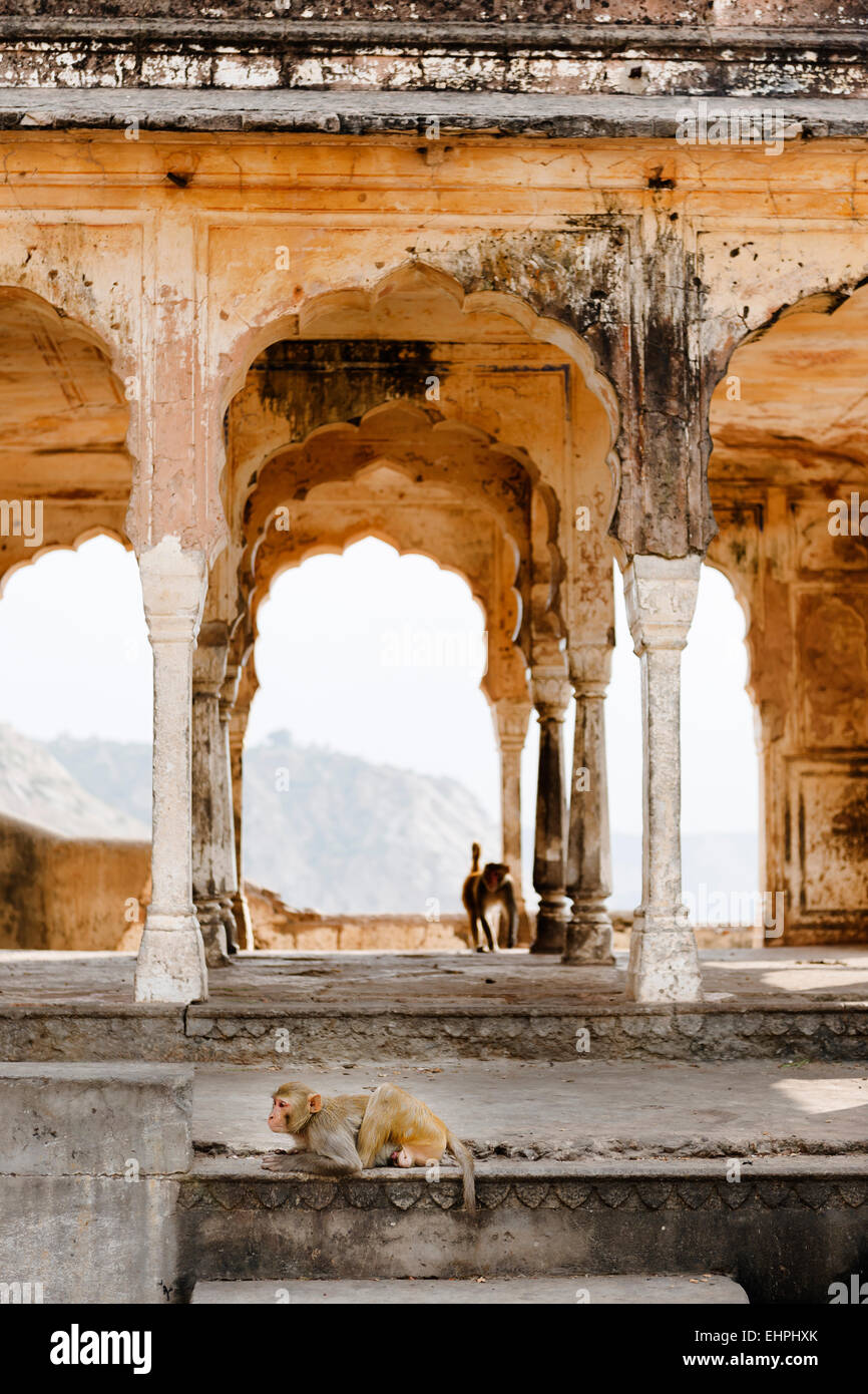 Monkeys in the ruins along the way up to the Surya Mandir (Temple Of ...