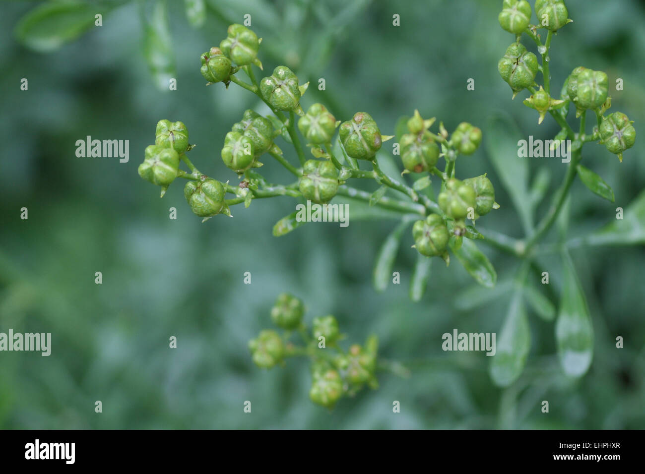 Gartenraute hi-res stock photography and images - Alamy