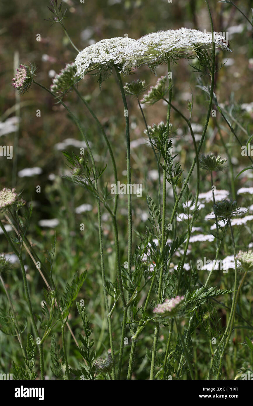 Wild Carrot, Daucus carota Stock Photo - Alamy