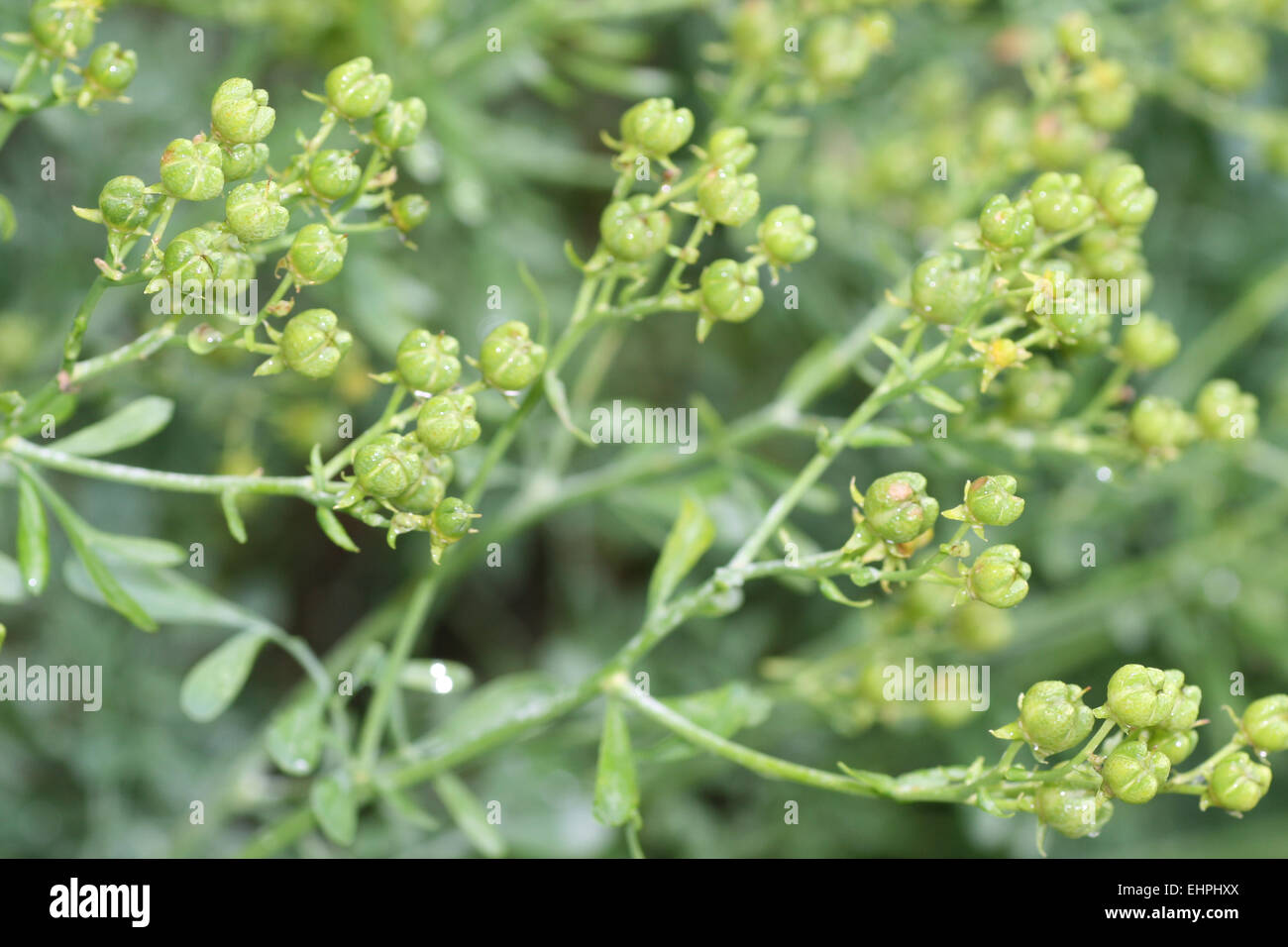 Common rue hi-res stock photography and images - Alamy