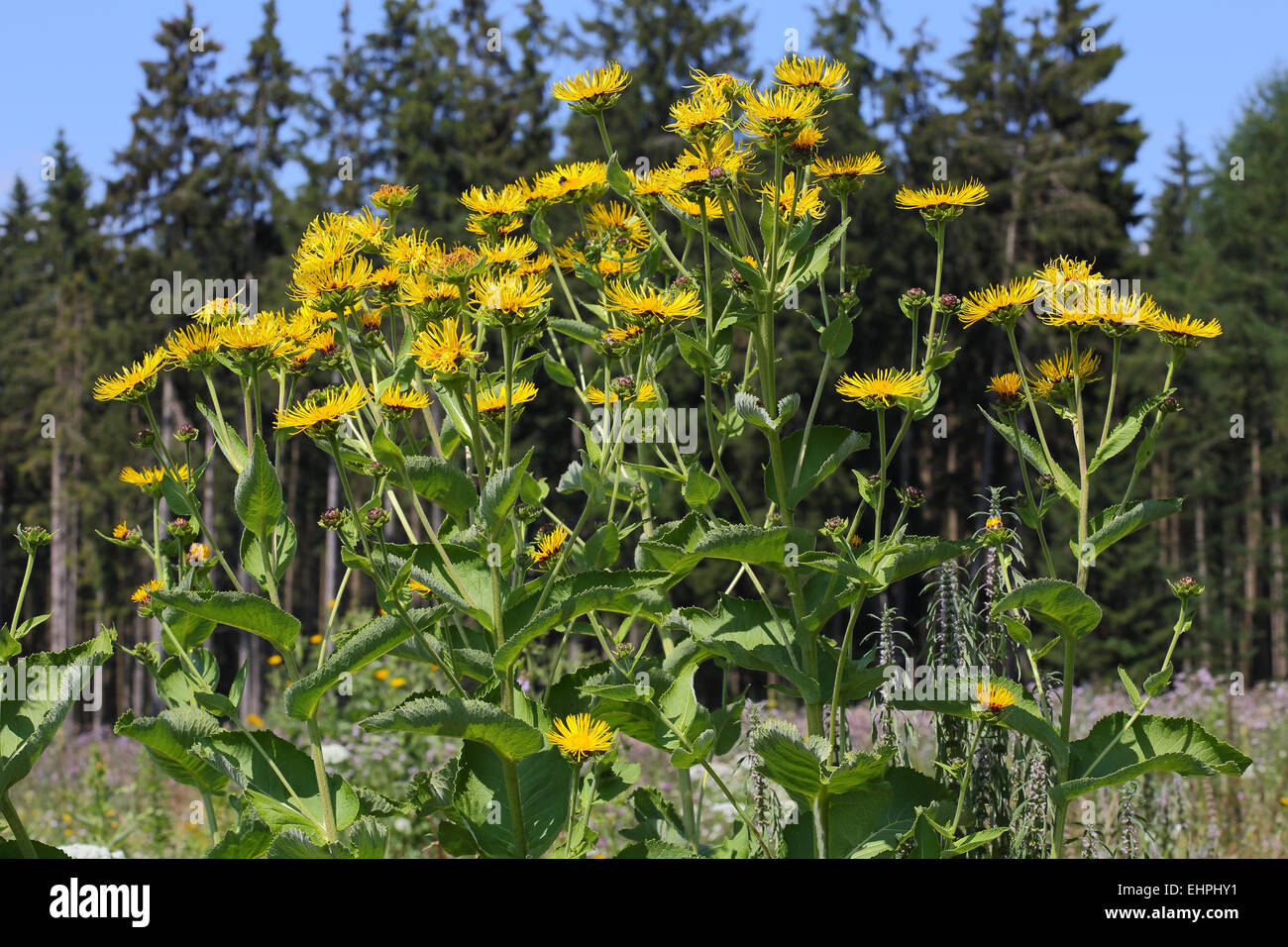 Elecampane, Inula helenium Stock Photo - Alamy