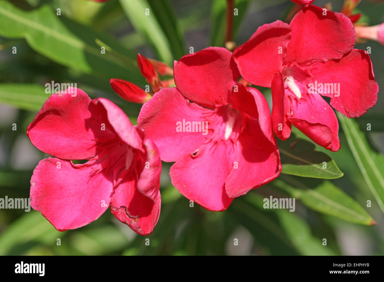 Red nerium hi-res stock photography and images - Alamy