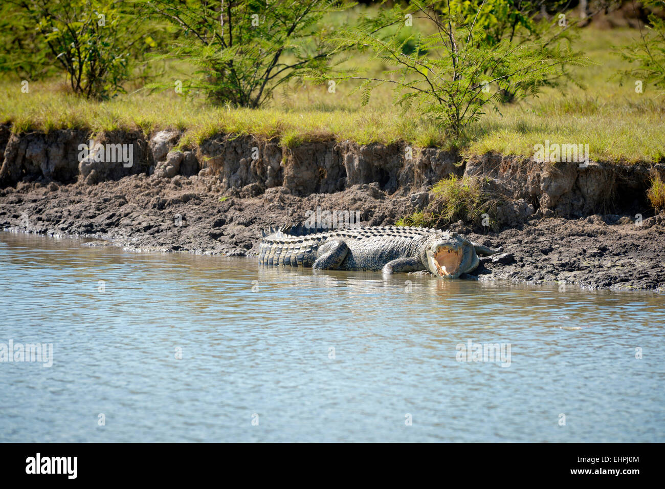 Large crocodile rests on the banks of the Mary River, NT, Australia ...