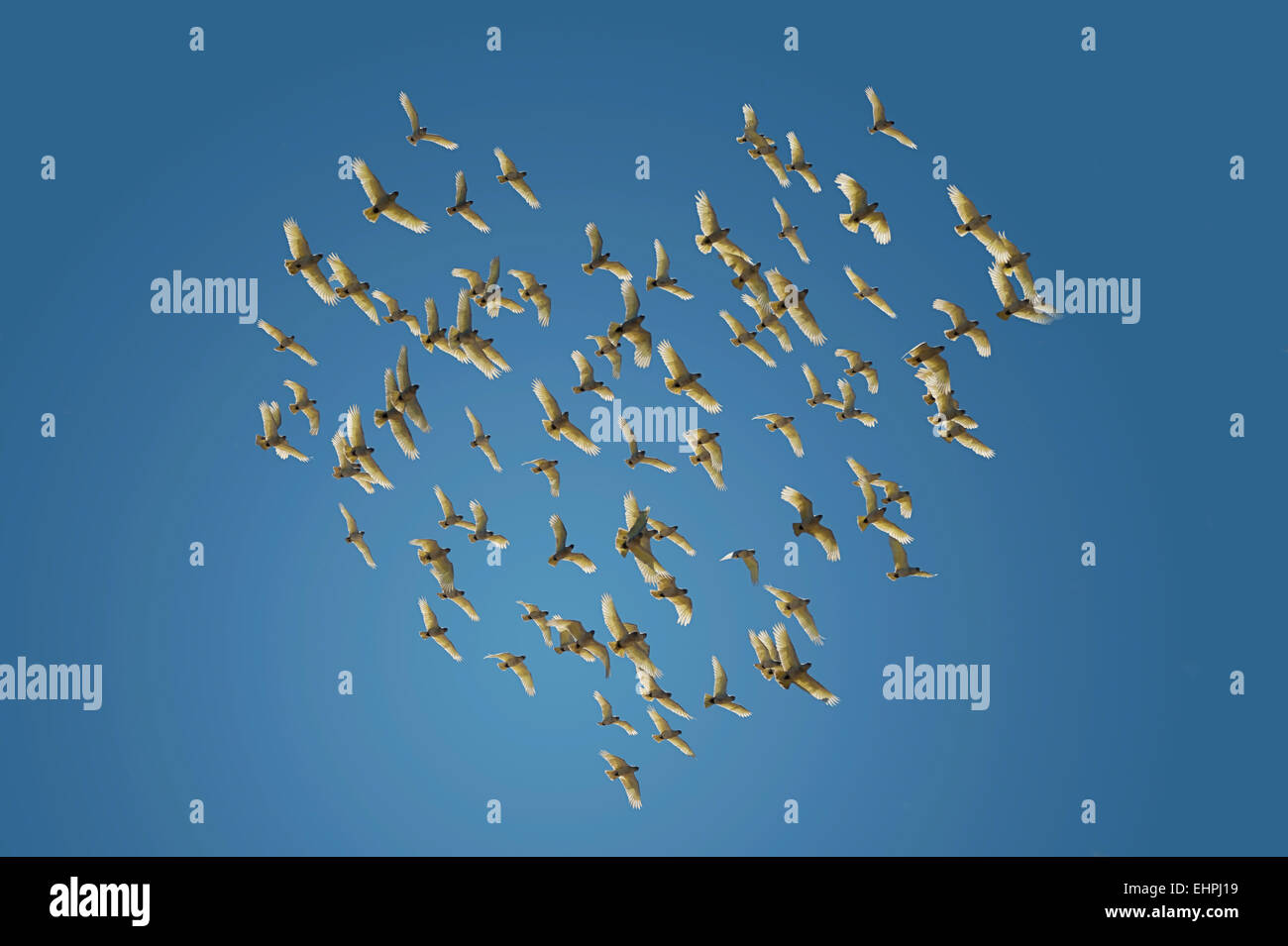 Heart birds flock shape hi-res stock photography and images - Alamy