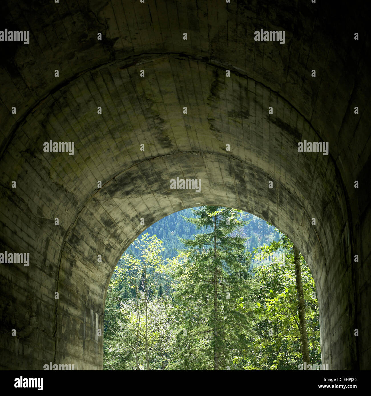 Entrance gate pine forest hi-res stock photography and images - Alamy