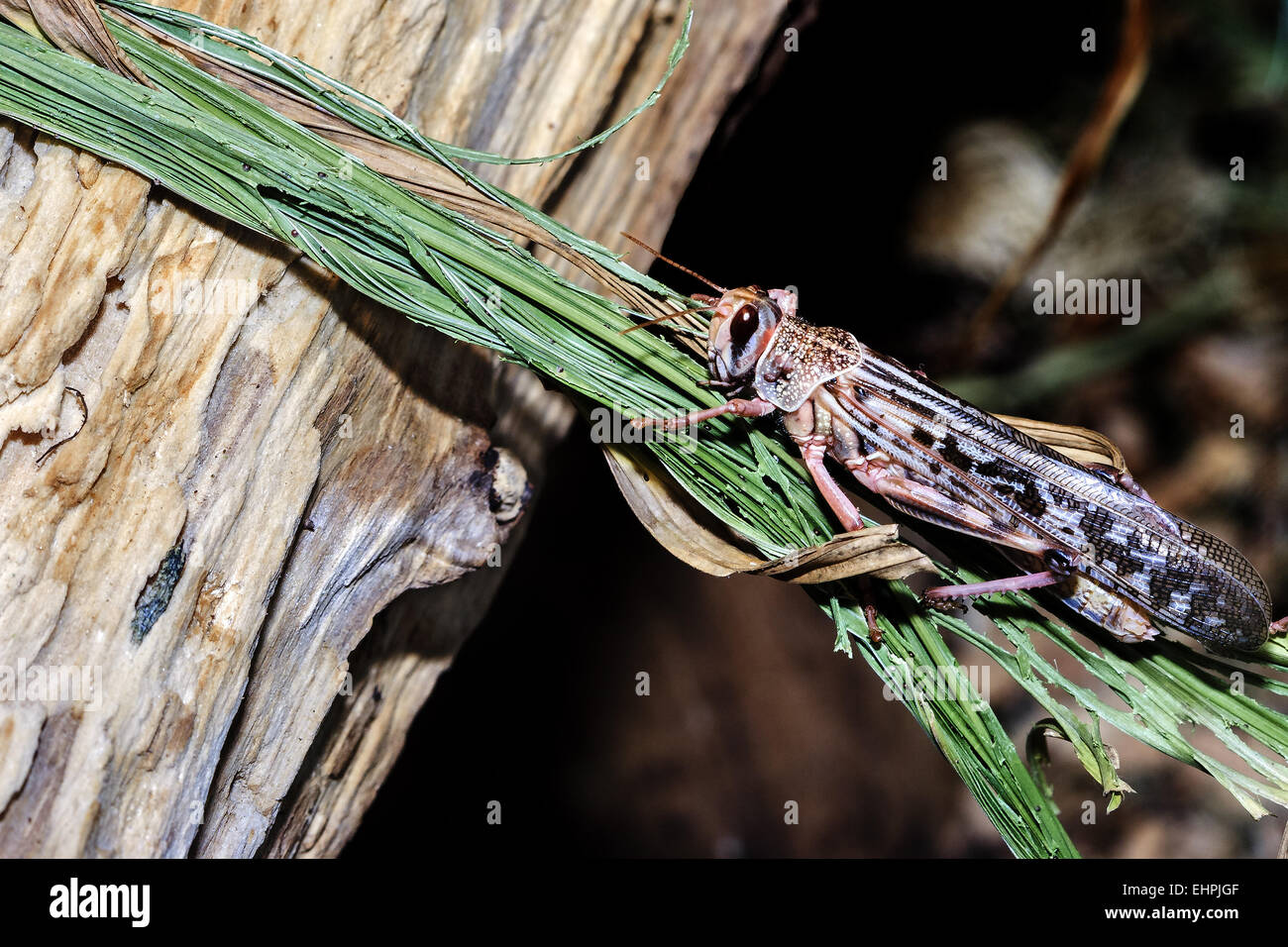 Locust (Dociostaurus maroccanus) Africa Stock Photo - Alamy