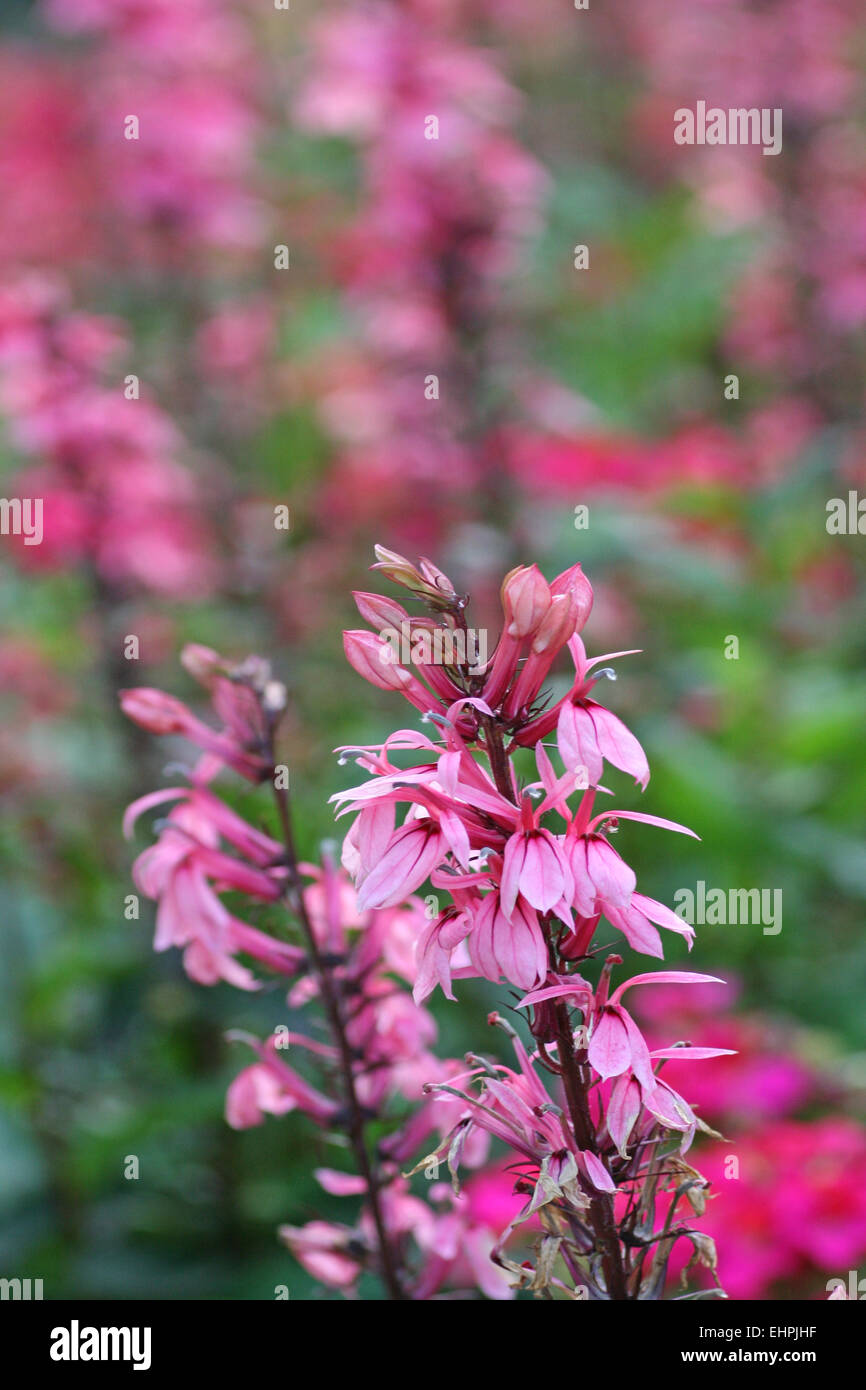 Bloom red hi-res stock photography and images - Alamy