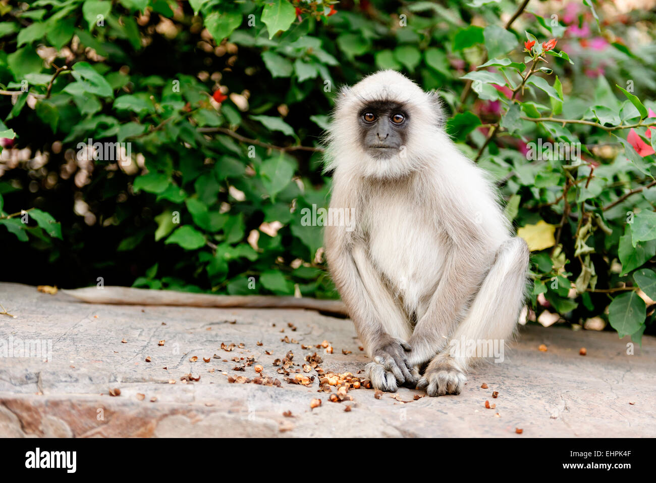 A Grey Langur monkey along the path down to Galta (The Monkey Temple ...