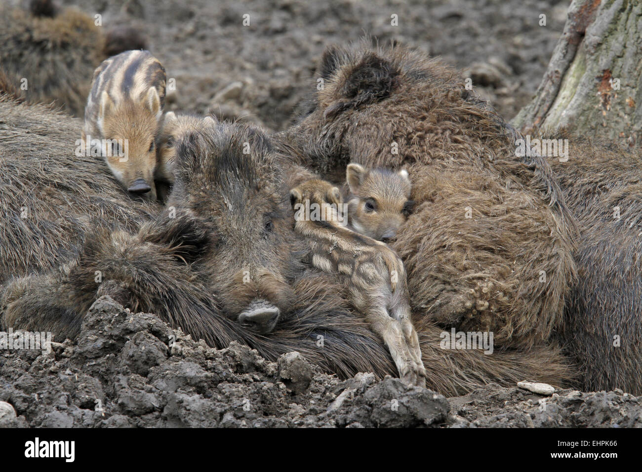Wildschwein wildschwein ferkel hi-res stock photography and images - Alamy