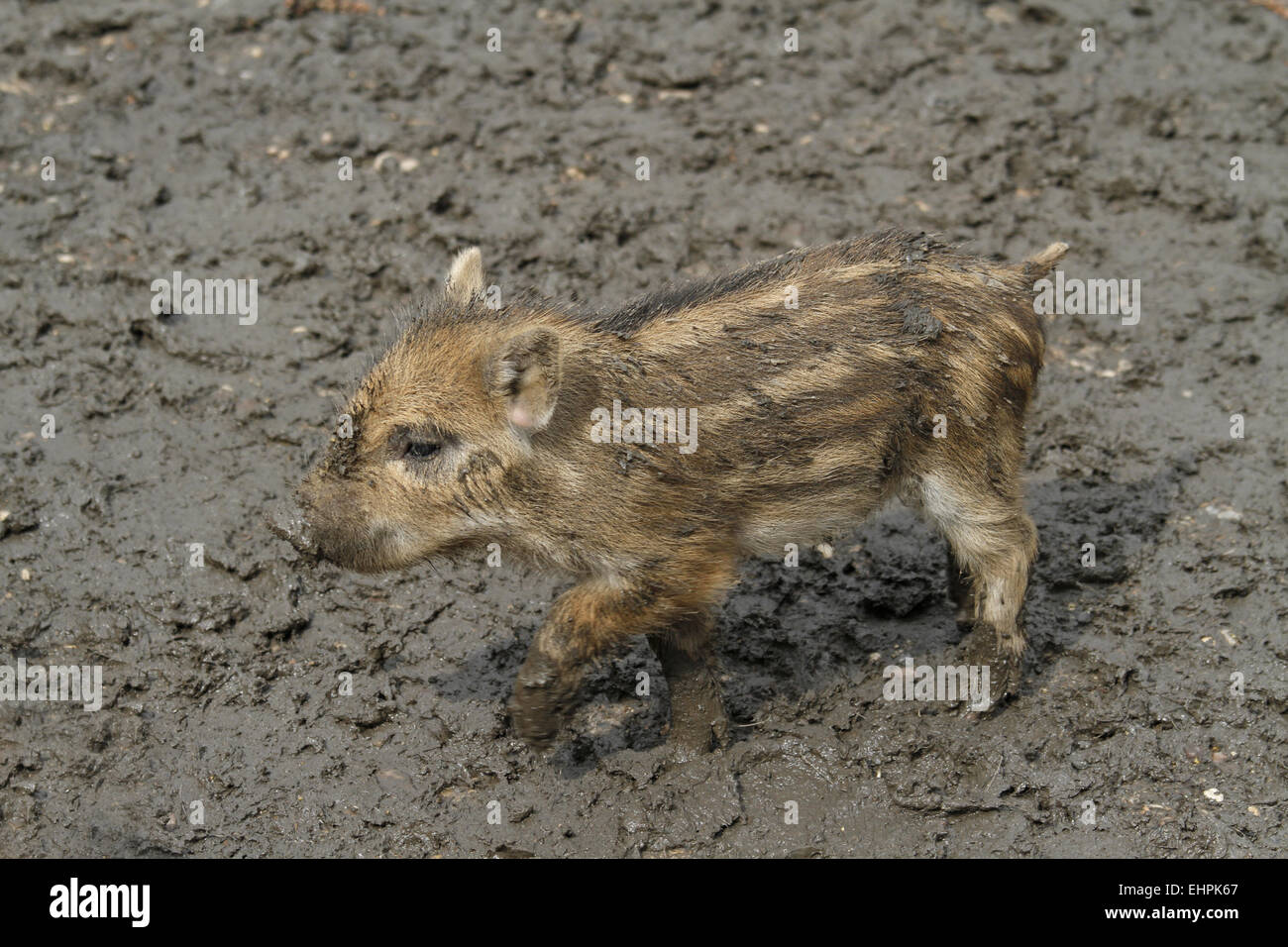 Wildschwein ferkel hi-res stock photography and images - Alamy