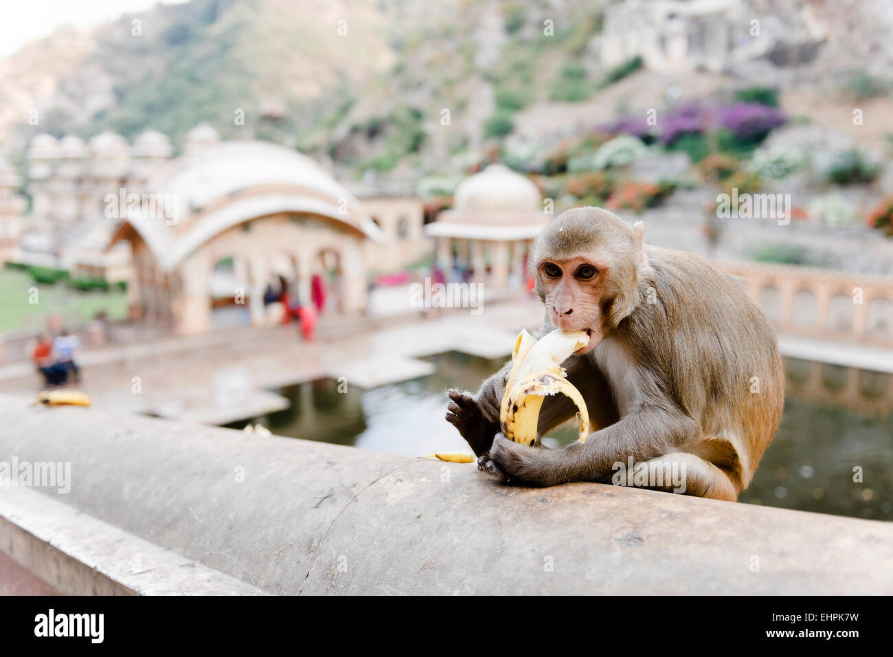 Seated surya hi-res stock photography and images - Alamy
