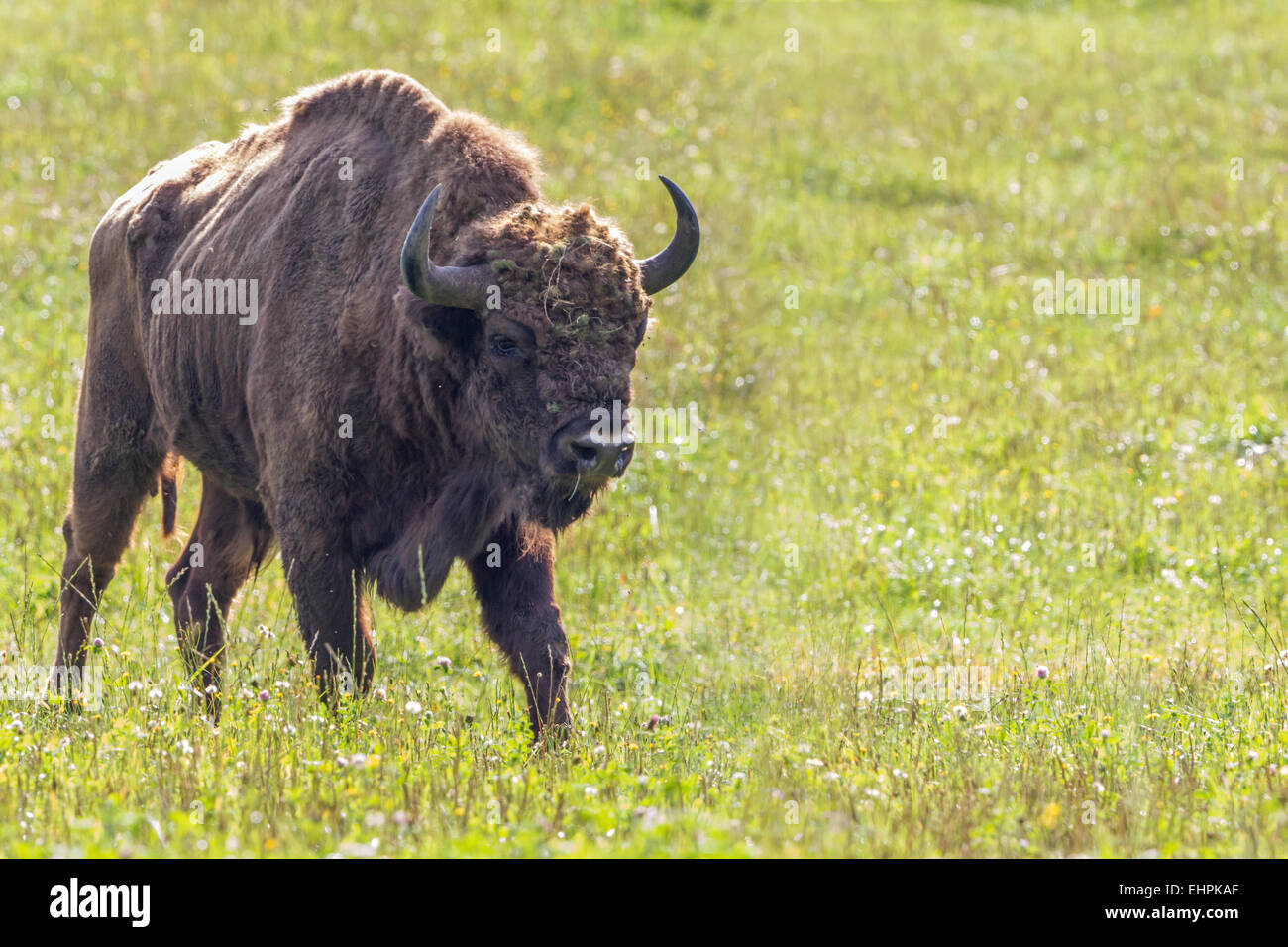 European royalty hi-res stock photography and images - Alamy