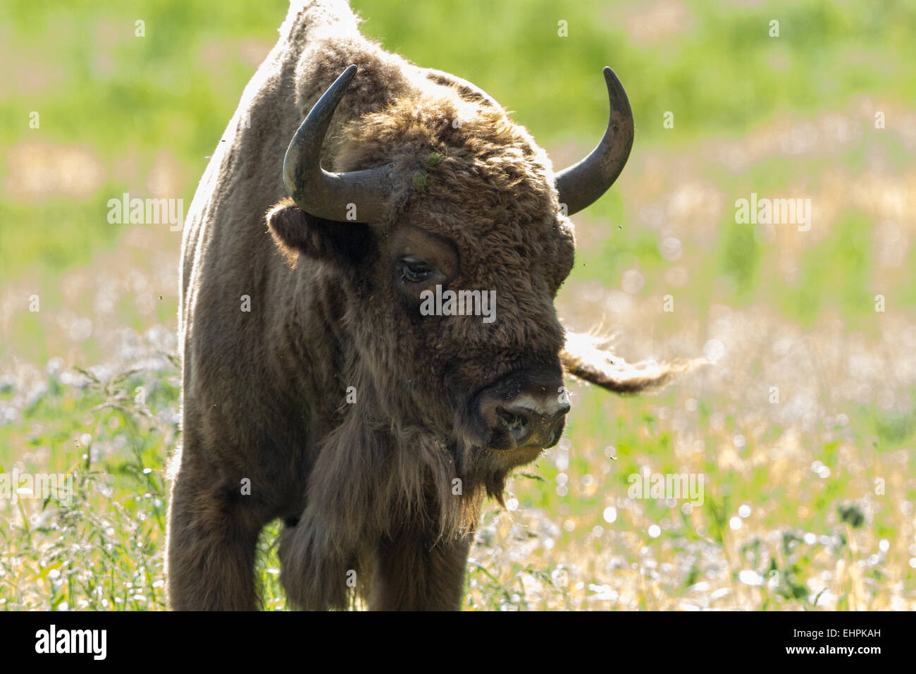 European royalty hi-res stock photography and images - Alamy