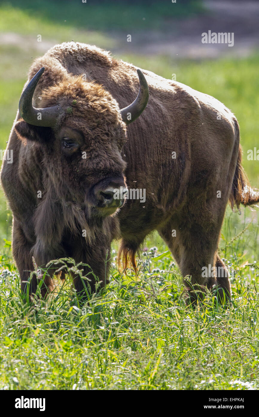 European royalty hi-res stock photography and images - Alamy