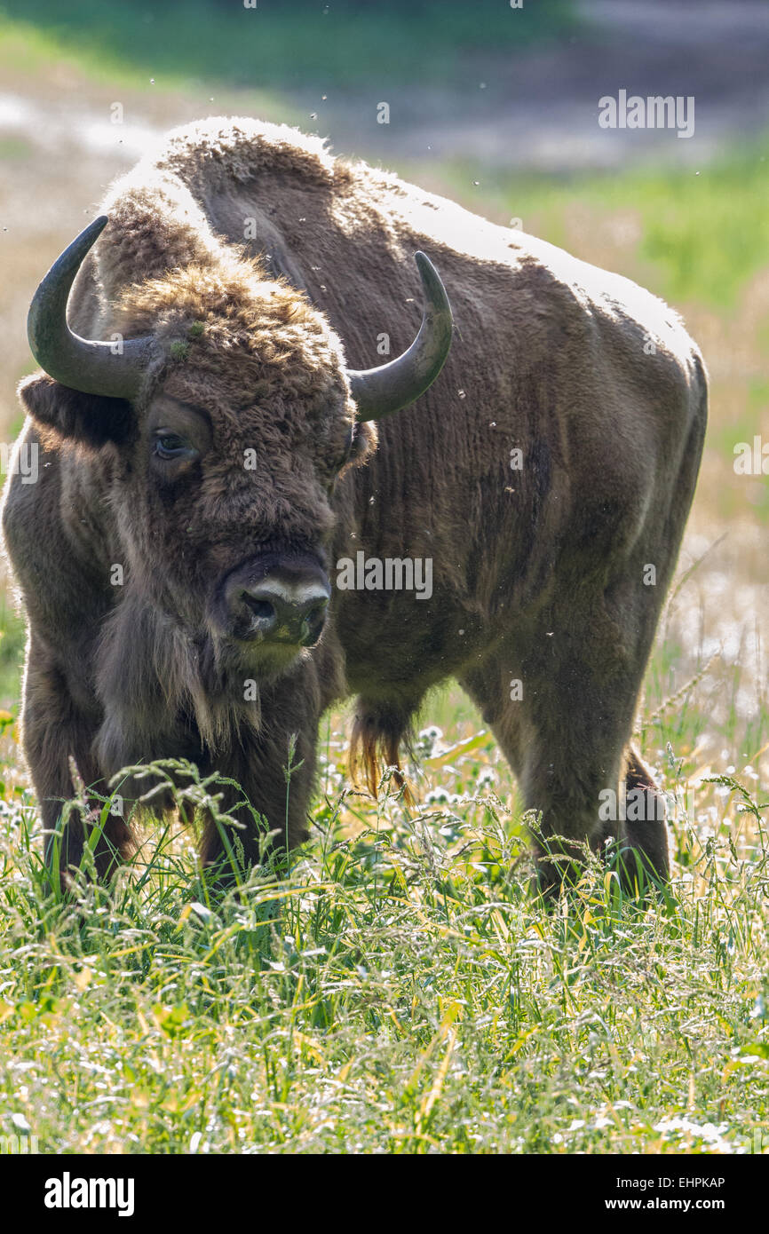 European royalty hi-res stock photography and images - Alamy