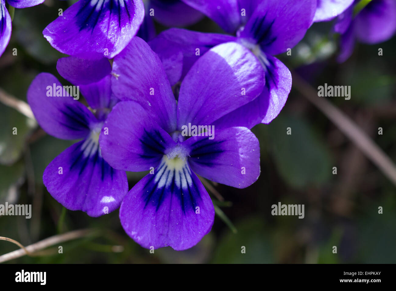 Alpine Violet High Resolution Stock Photography and Images - Alamy