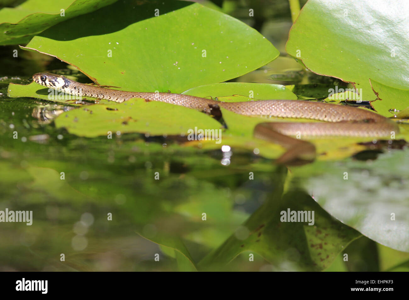Snake lily hi-res stock photography and images - Alamy