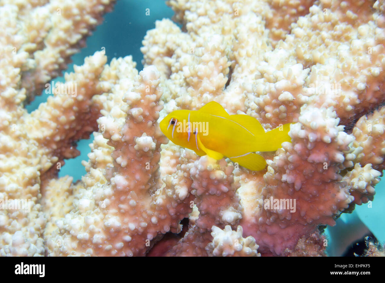 Underwater icons hi-res stock photography and images - Alamy