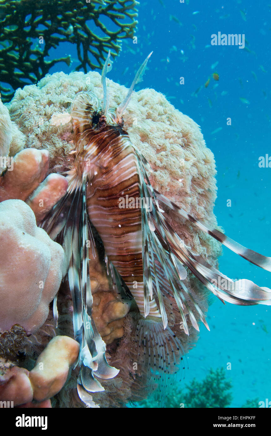 Common Fisch High Resolution Stock Photography and Images - Alamy
