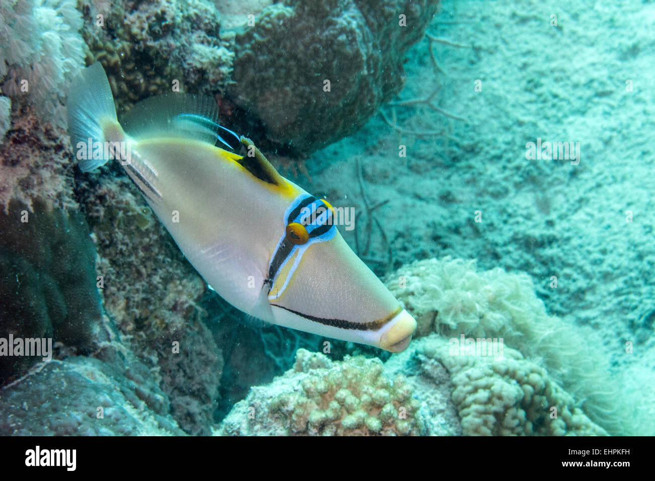 Picasso fisch hi-res stock photography and images - Alamy