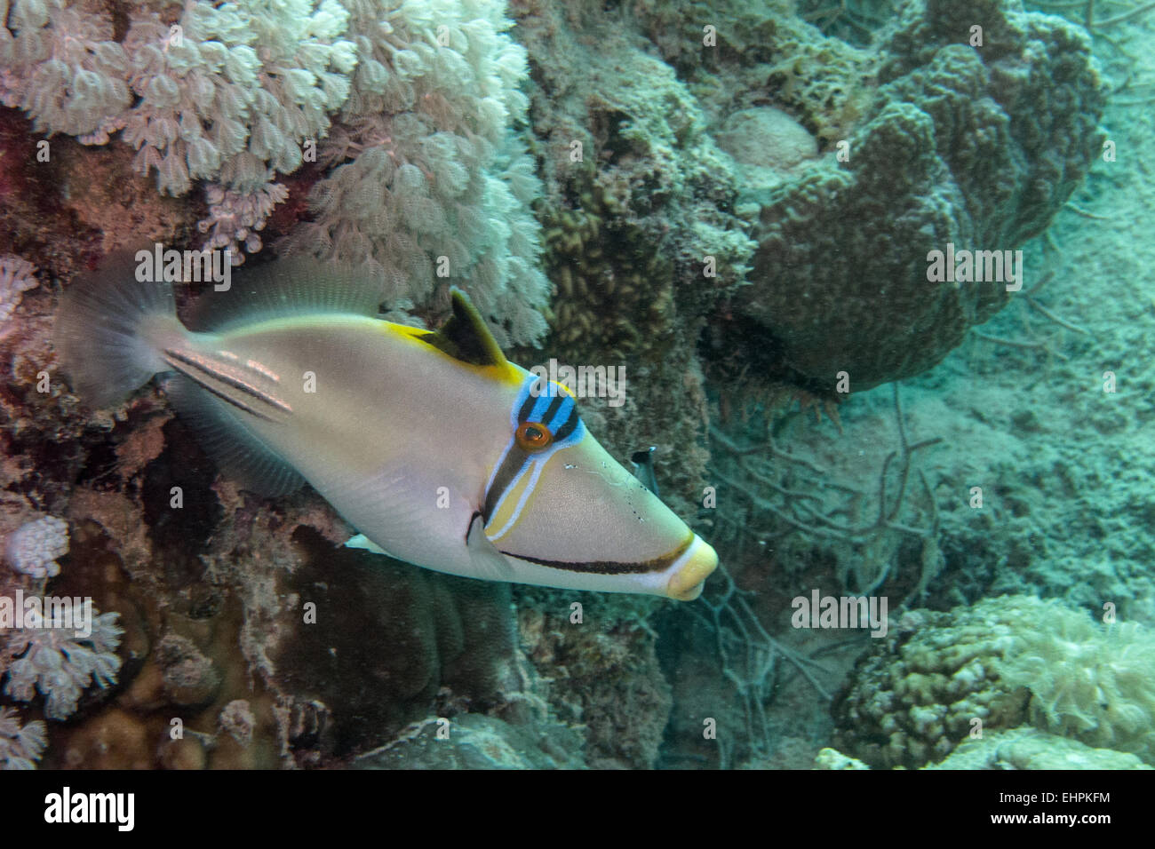 Arabian Picasso triggerfish Stock Photo - Alamy