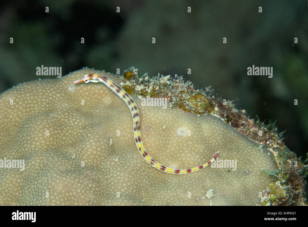 Red sea pipefish hi-res stock photography and images - Alamy