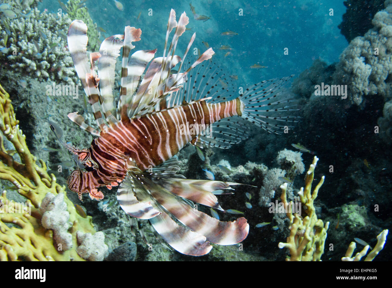 Common lionfish hi-res stock photography and images - Alamy