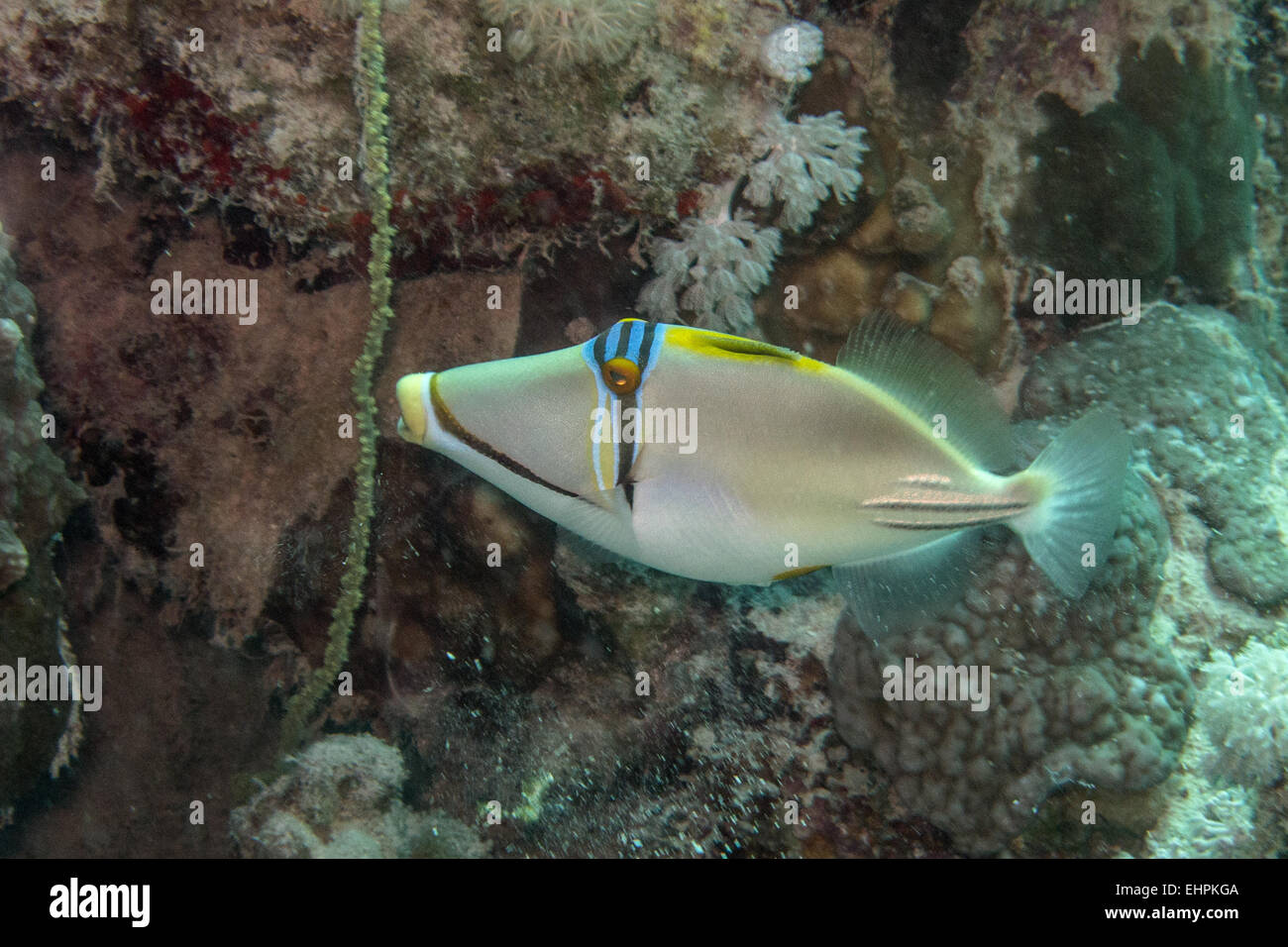 Arabian Picasso triggerfish Stock Photo - Alamy