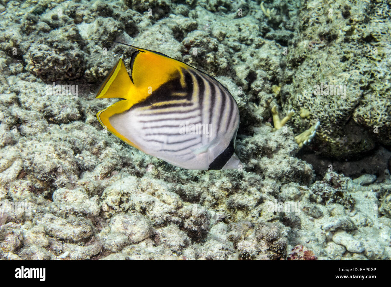 Threadfin butterflyfishes hi-res stock photography and images - Alamy