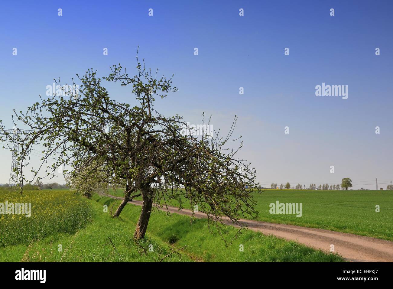 Apple trees on a dirt road Stock Photo - Alamy