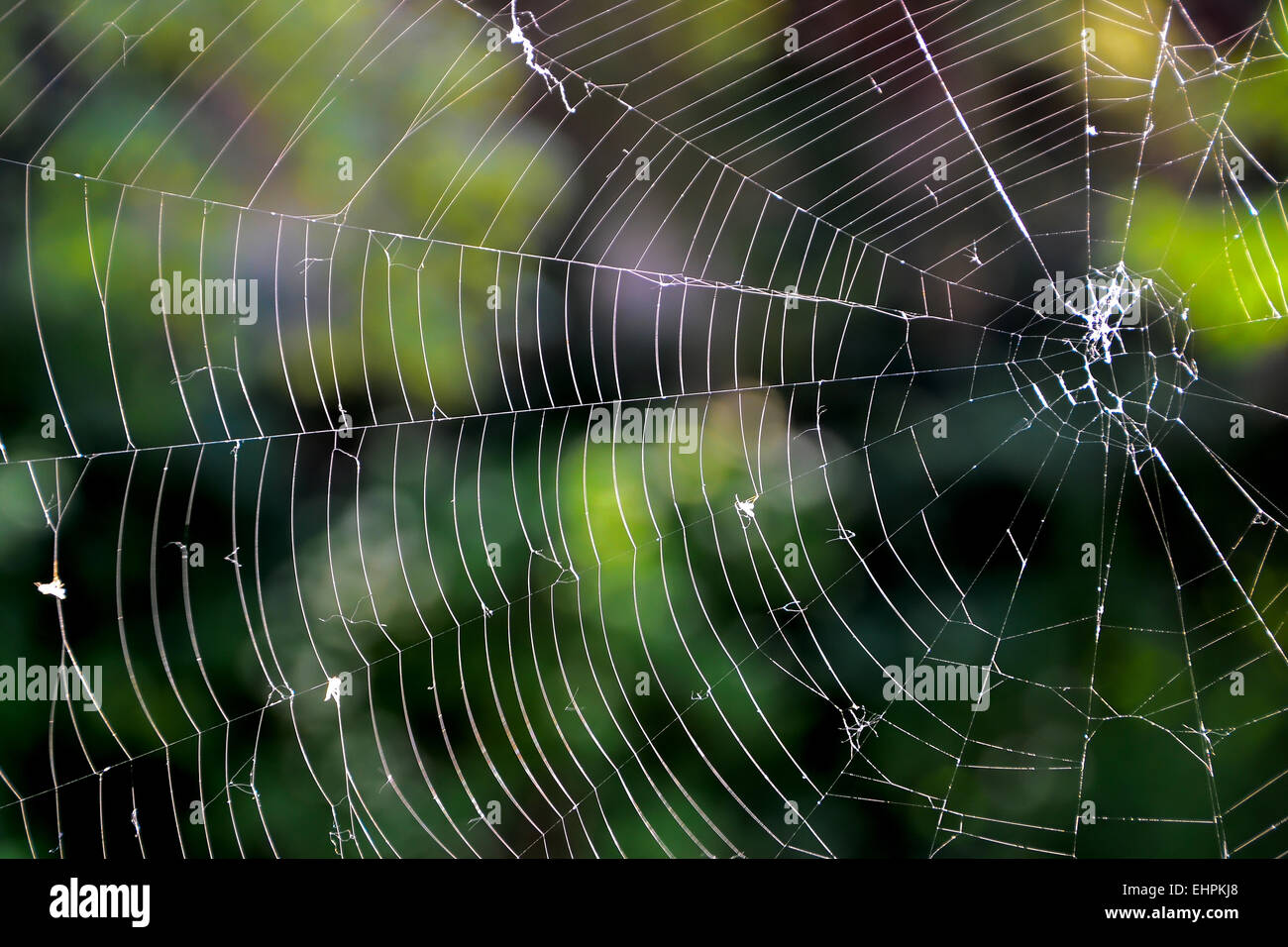 a spider web with no spider Stock Photo - Alamy