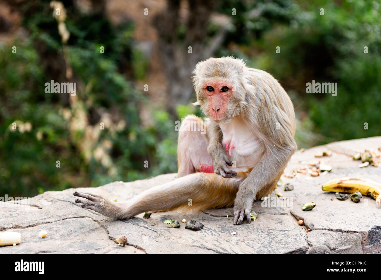 Rhesus macaque monkey macaca mulatta hi-res stock photography and images - Alamy