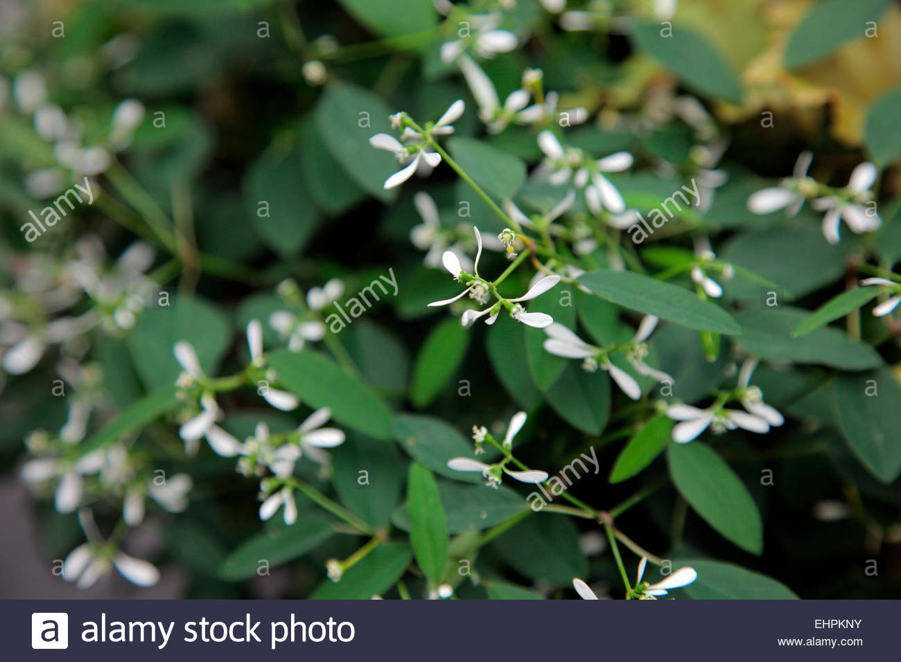 Diamond Plant Stock Photos & Diamond Plant Stock Images - Alamy