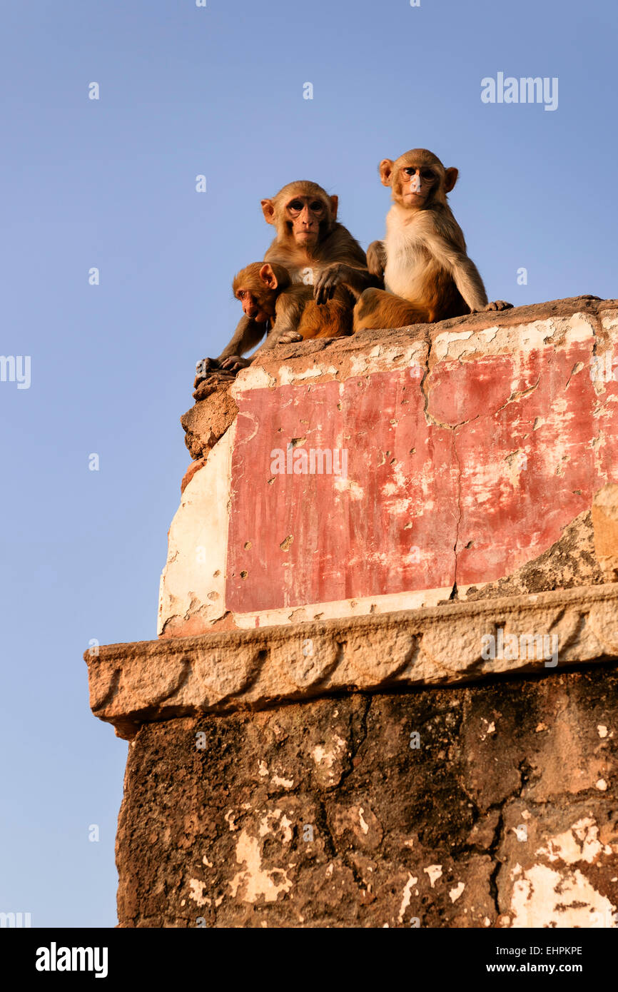 Rhesus Macaque monkeys along the road to Surya Mandir (Temple Of The ...