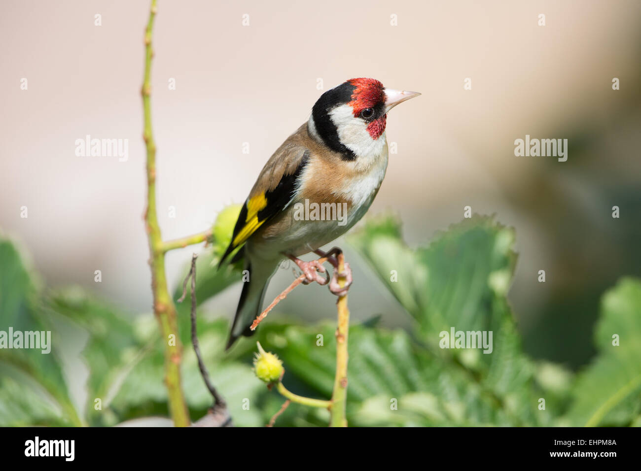 European goldfinch hi-res stock photography and images - Alamy