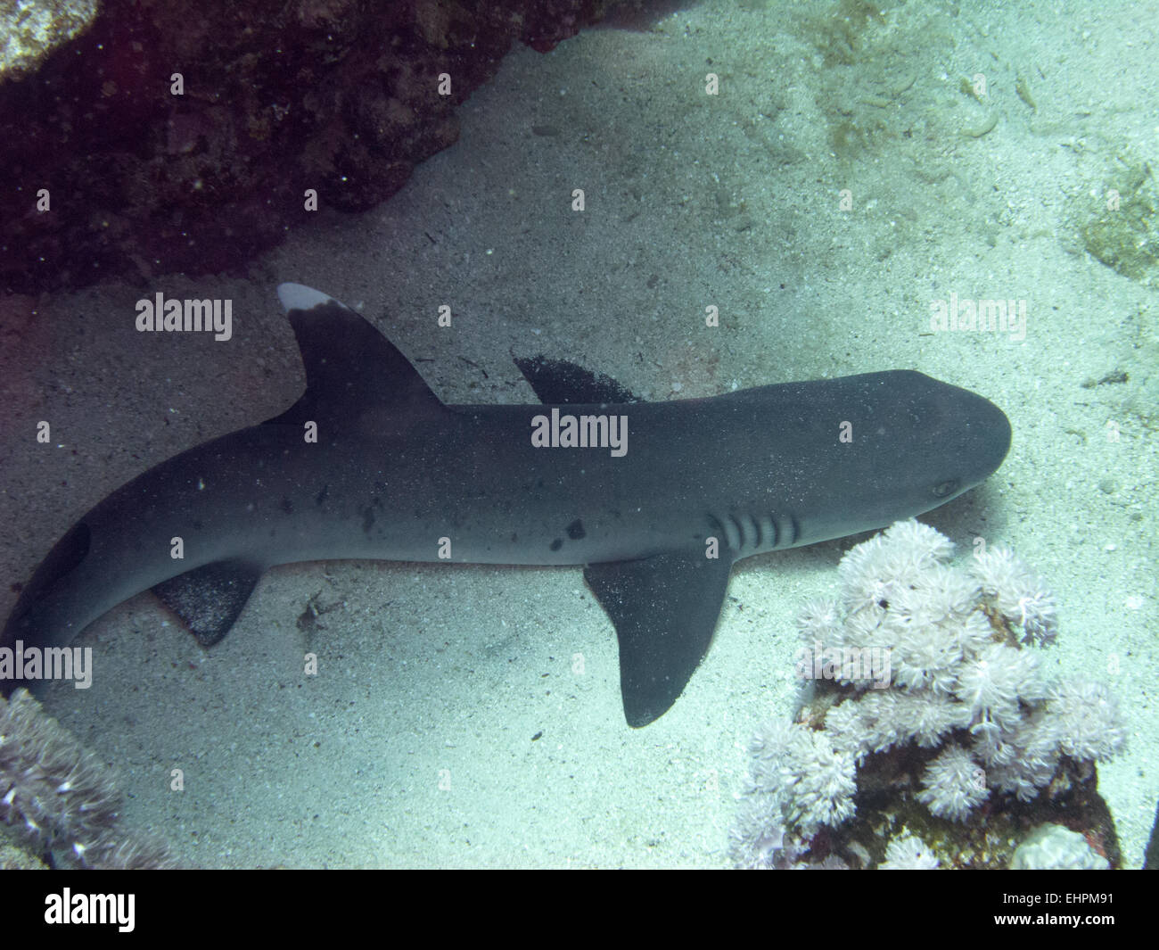 Whitetip reef shark Stock Photo - Alamy